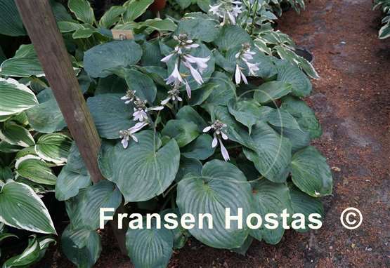 Hosta Moonlight Sonata - Fransen Hostas
